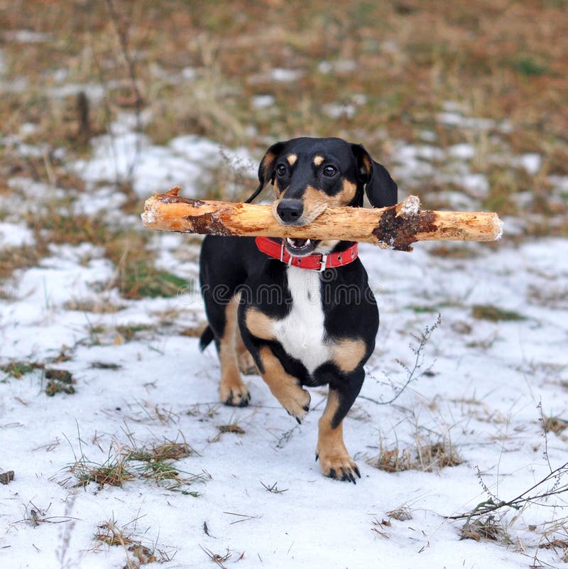 Dog with a big stick stock photo. Image of pedigreed - 51336050