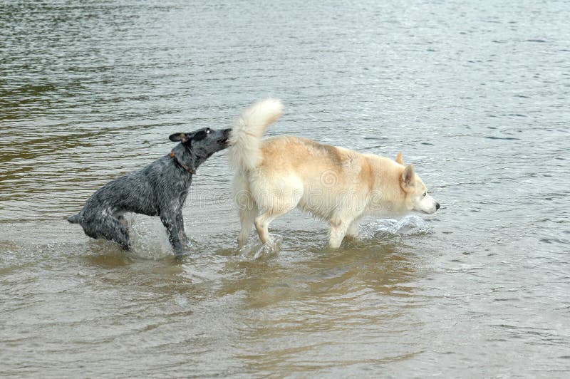 Dog Bite stock photo. Image of puppy, playful, chase, canine - 996678