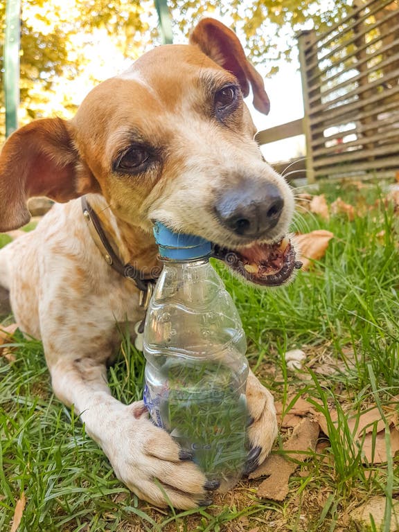 Dog Bite Plastic Botlle of Water Stock Photo - Image of ecology, junk ...