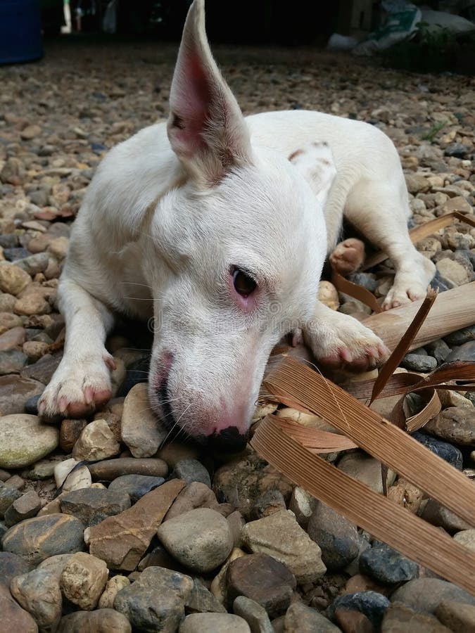 Dog Biting a Stick stock photo. Image of animal, biting - 61539286