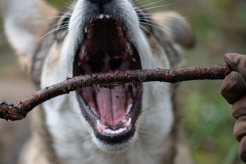 Dog Biting the Stick Widely Open Mouth Stock Photo - Image of open ...