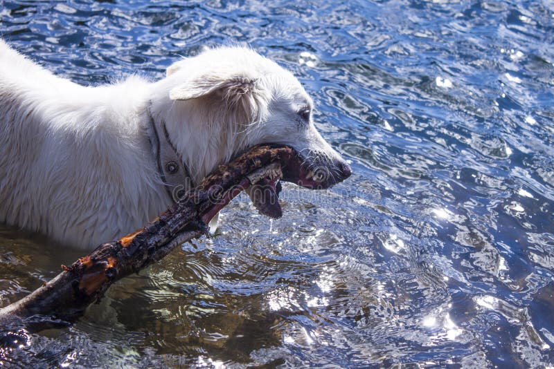 210 Dog Biting Water Stock Photos - Free & Royalty-Free Stock Photos ...
