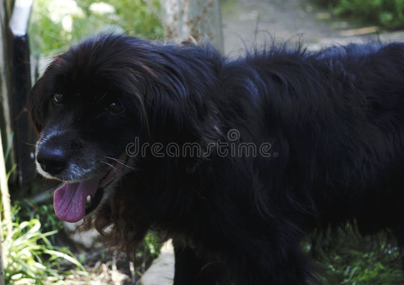 Dog black stock photo. Image of little, back, beauty - 105462992