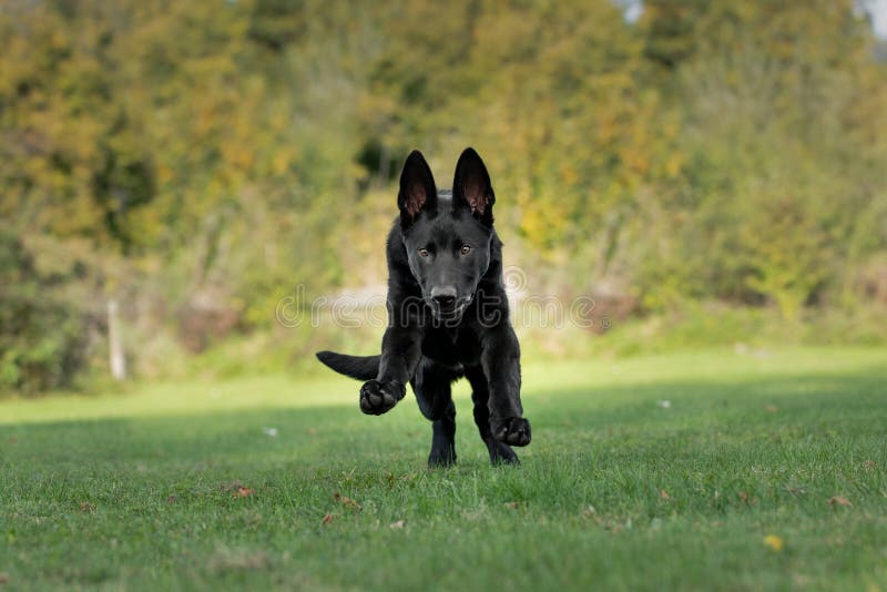 Dog, Black German Shepherd Dog Runs, Jumps Over a Meadow Stock Photo ...