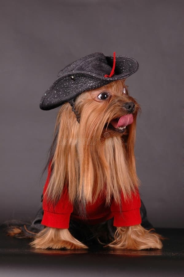 Dog in black hat sitting stock image. Image of cowboy - 7689929