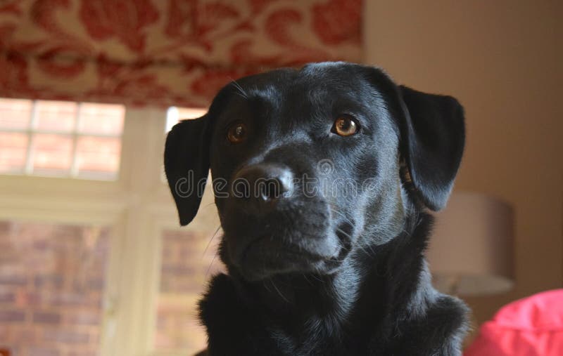 Dog Black Lab Face Close Up at Home. Stock Photo - Image of domestic ...