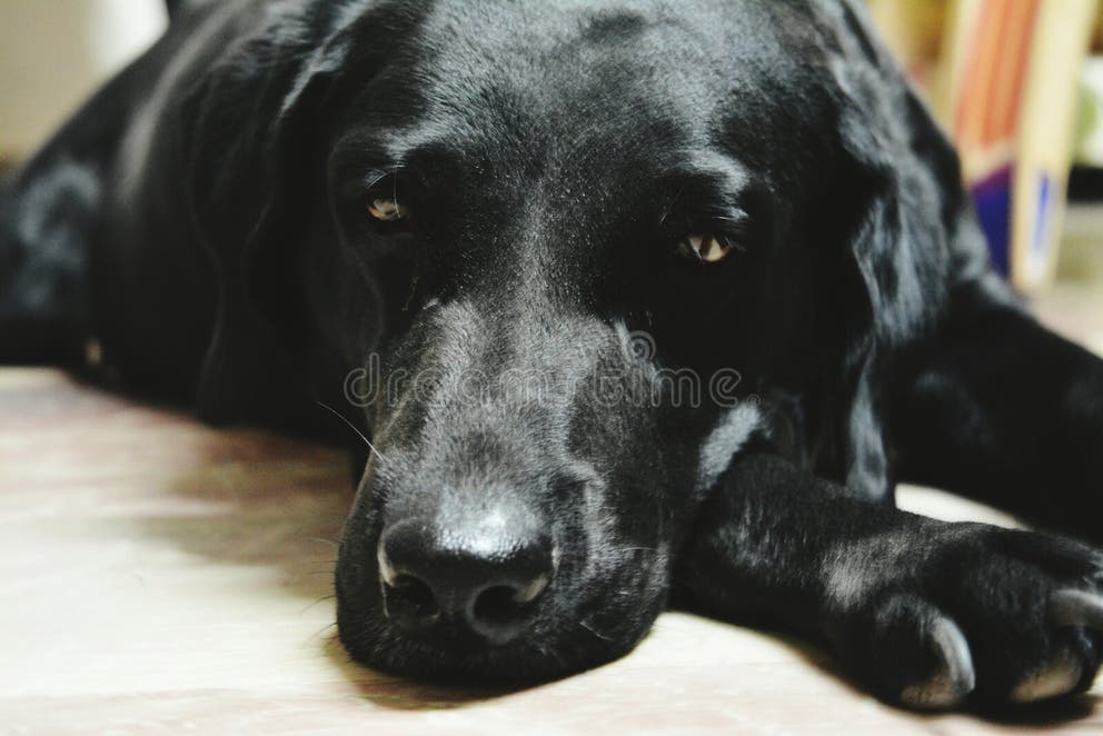 Dog stock image. Image of deep, eyes, black, labrador - 79635221