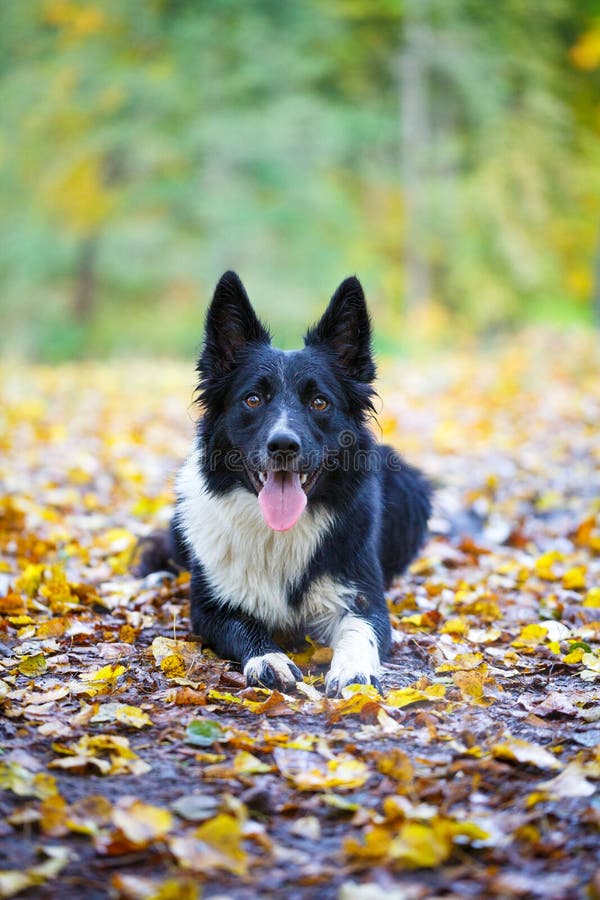 Dog stock photo. Image of park, bicolour, autumn, herding - 101462004
