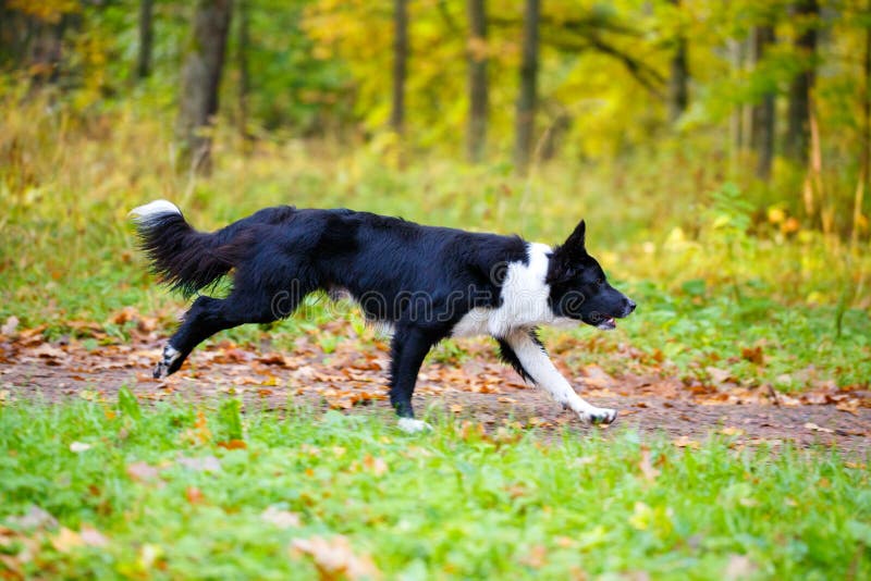 Dog stock image. Image of herding, white, border, bicolour - 101464123