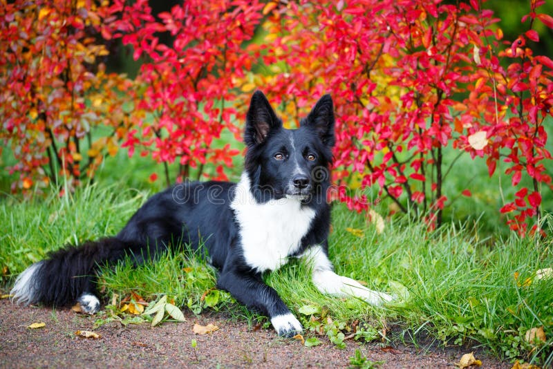 Dog stock photo. Image of sheepdog, bicolour, border - 101464454