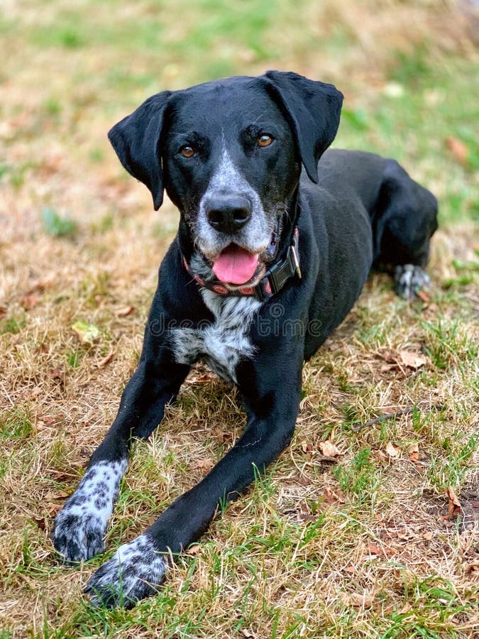 Dog Black and White stock image. Image of labrador, white - 157109039