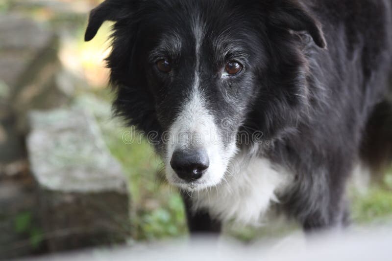 Dog-Black with White stock image. Image of white, looking - 101188841