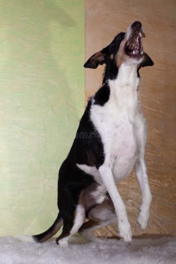 Dog Black and White Posing with Background of Light Colors Stock Photo ...