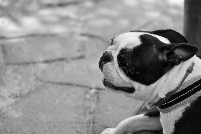 Dog black and white stock image. Image of canine, companion - 79977217