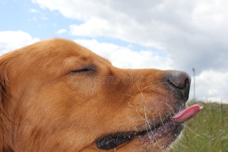 Dog Bliss stock image. Image of crowd, blue, eyes, clouds - 25607691