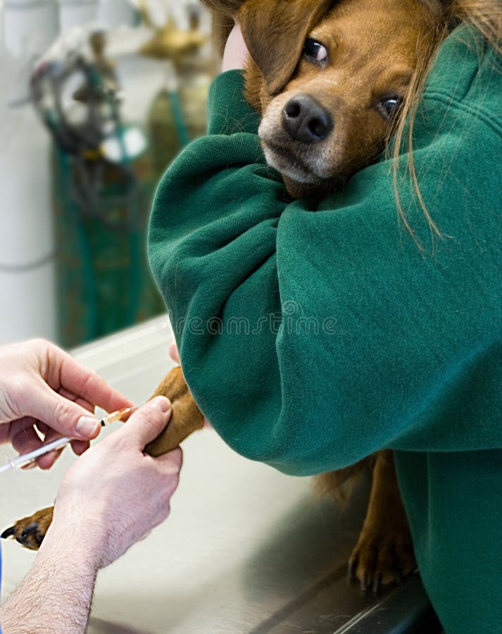 Dog Blood Drawn at Vet stock photo. Image of hand, foot - 8828462