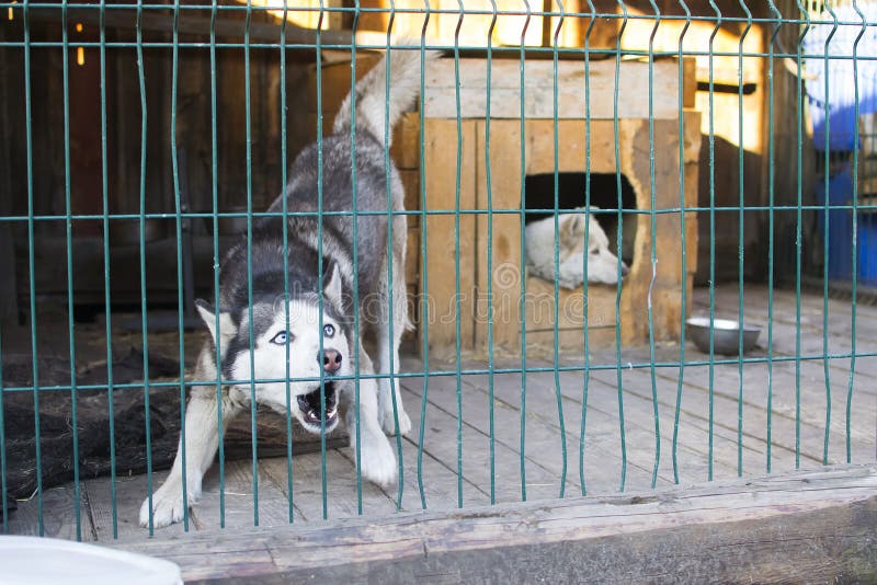 Dog with Blue Eyes in the Street Open-air Cage Stock Image - Image of ...