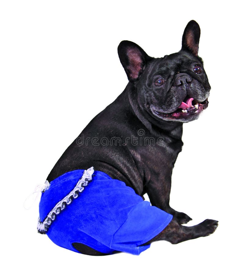 2,198 Dog Pants Stock Photos - Free & Royalty-Free Stock Photos from ...