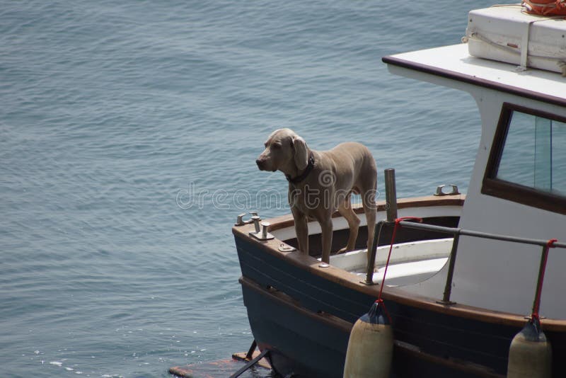 Dog on a boat stock image. Image of doggy, brown, looking - 206948123