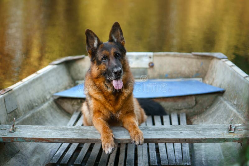 Dog in the Boat. German Shepherd in Nature Stock Image - Image of ...