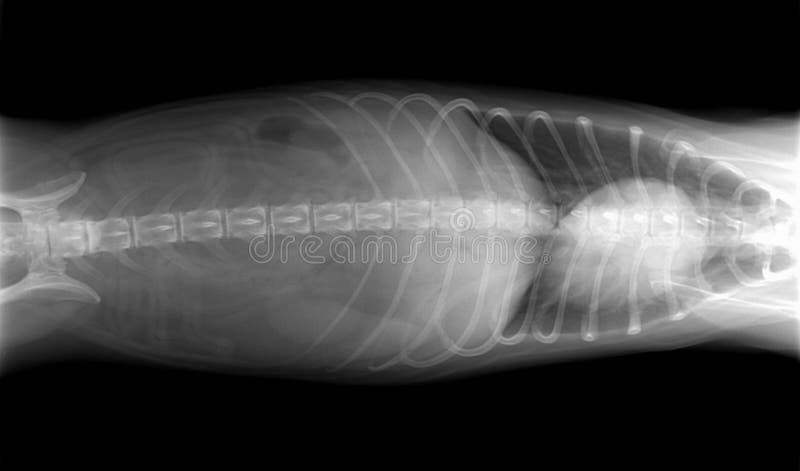 Dog body x-ray stock photo. Image of life, influenza, diagnostic - 4209888
