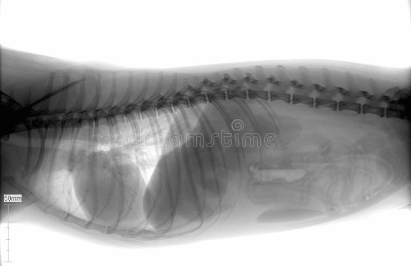 Dog body x-ray stock photo. Image of black, injury, bones - 4209988
