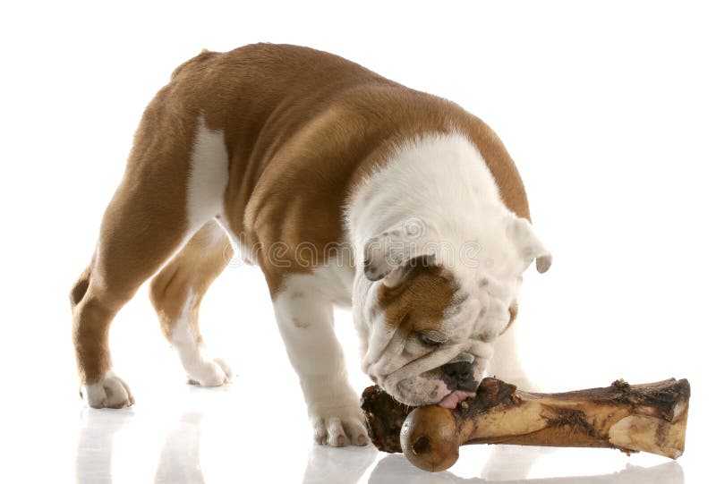Boxer Dog stock image. Image of head, bone, chew, boxer - 17096125