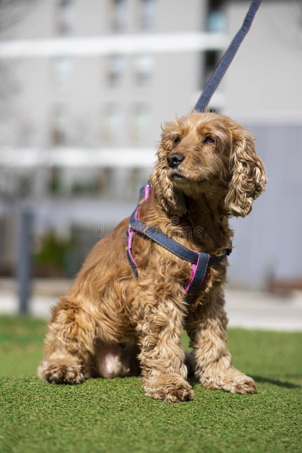 Dog with a Bone and Blue Colar Stock Image - Image of little, dogs ...