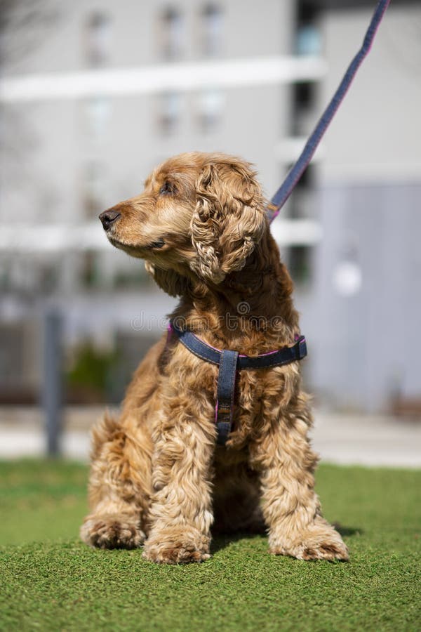 Dog with a Bone and Blue Colar Stock Image - Image of brown, dogs ...