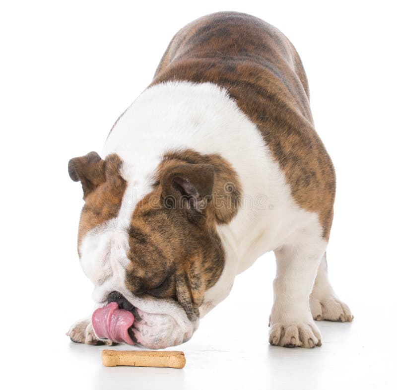 Are Bones Safe For Bulldog Puppies