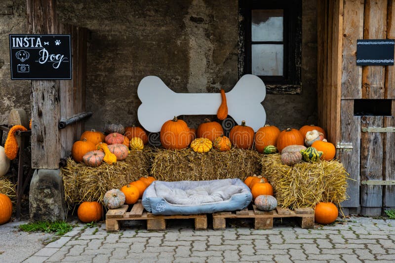 A Dog Bone is Displayed in Front of a Pile of Pumpkins Stock Photo ...