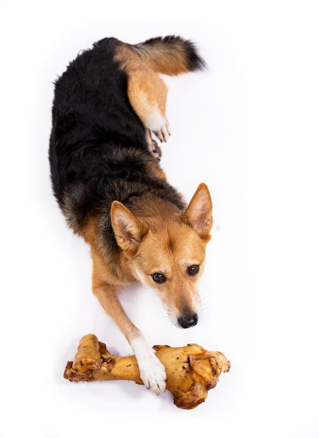 Waiting dog stock image. Image of yellow, tricoloured - 6069201