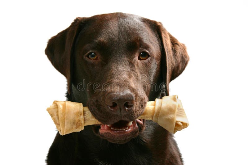 Dog + Bone = Happy Pet stock image. Image of working, happy - 6246023