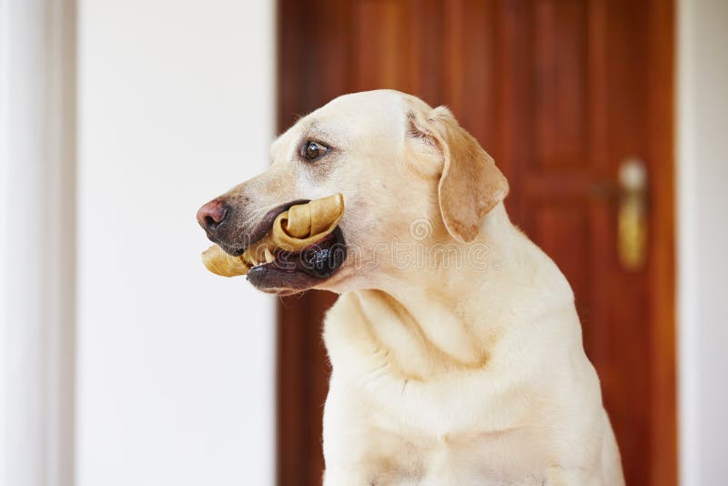 Dog with bone stock photo. Image of home, large, craving - 40569786