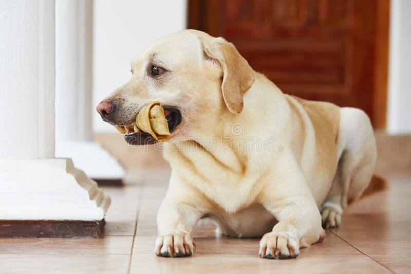 140 Labrador Chewing Bone Stock Photos - Free & Royalty-Free Stock ...