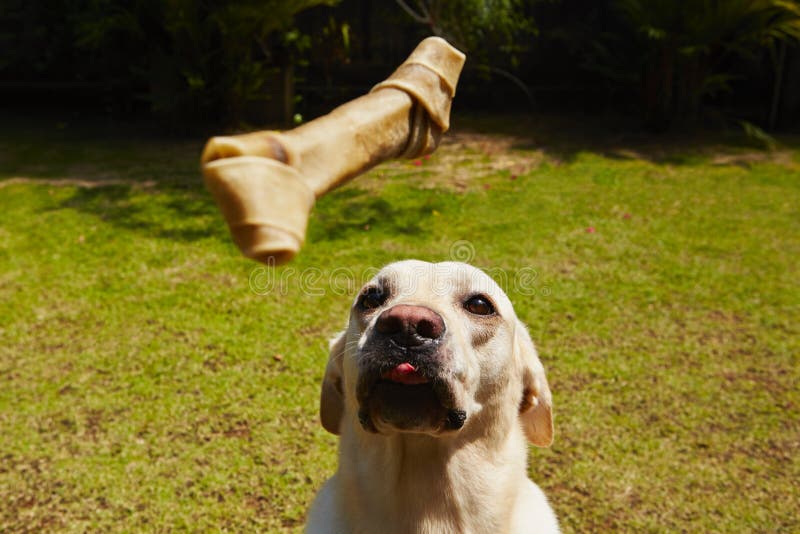 Dog and bone stock photo. Image of mouth, close, curiosity - 35514546