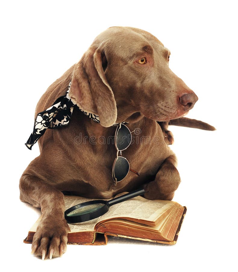 Dog and book stock photo. Image of canine, book, cute - 14175774