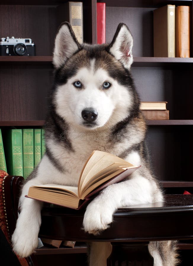 Dog reading book stock photo. Image of golden, intelligent - 704010