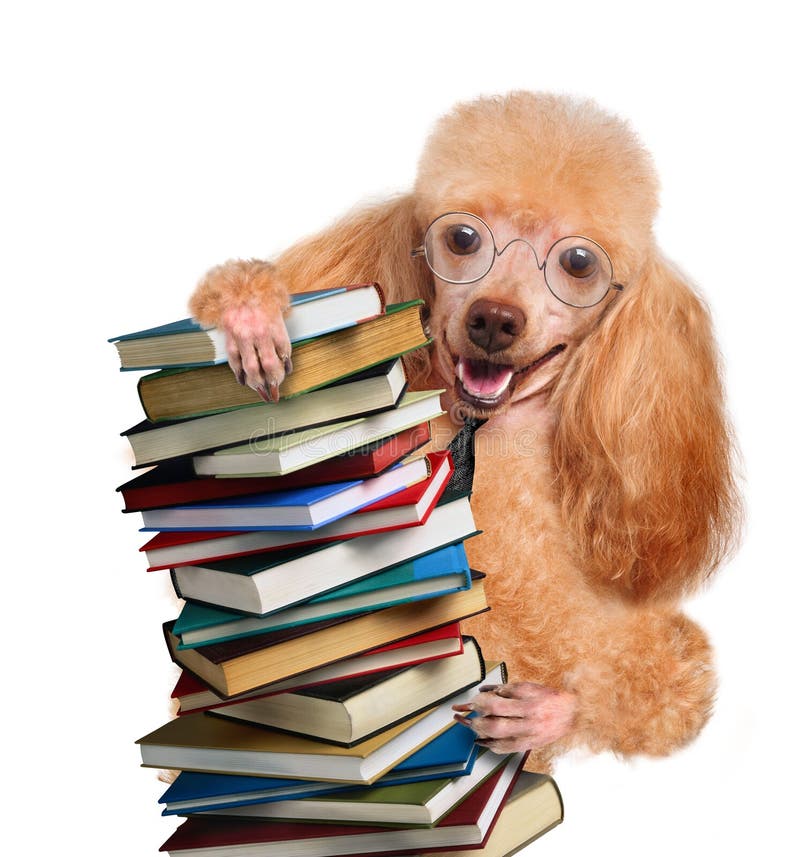 Dog reading a book stock photo. Image of journal, book - 23515828