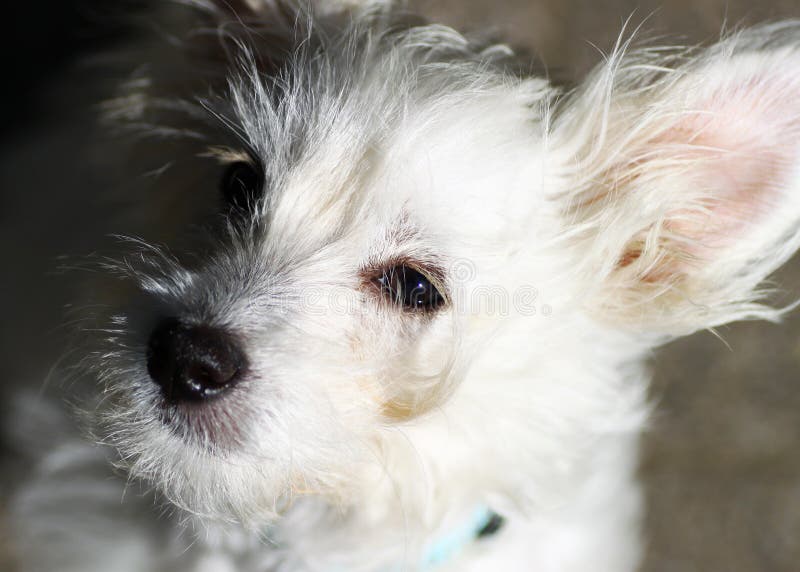 Dog - Boomer stock image. Image of adorable, mammal, smell - 29247961