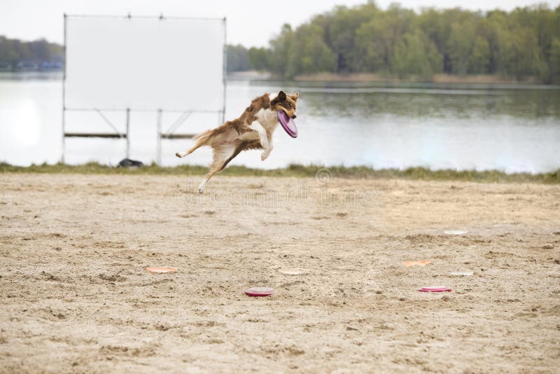 Dog, Border Collie, Catching Frisbee Stock Image - Image of agility ...