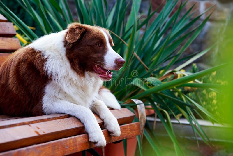 Dog breed Border Collie stock image. Image of garden - 133790827