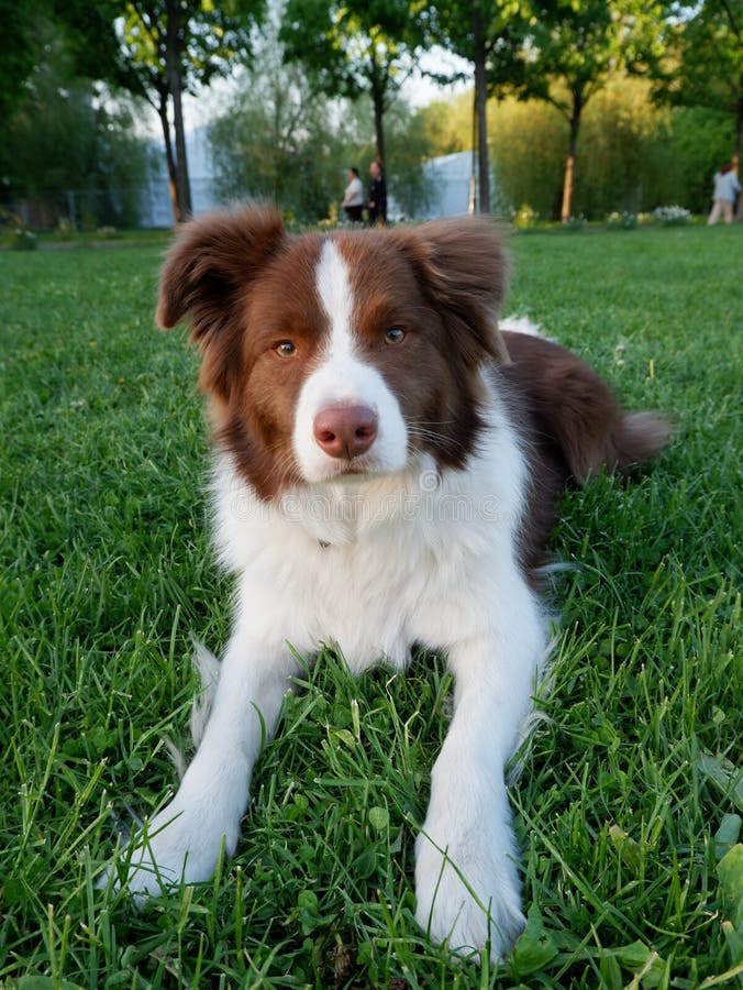 Dog border collie in park stock photo. Image of close - 280811370