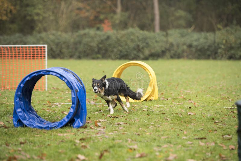 Dog, Border Collie, Running in Agility Competition Stock Image - Image ...