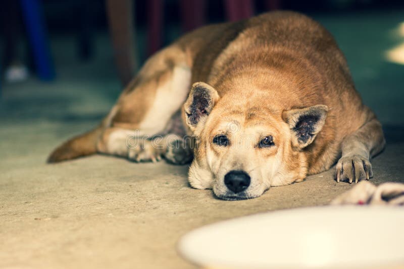 The dog boring stock image. Image of feel, boring, bored - 104605041