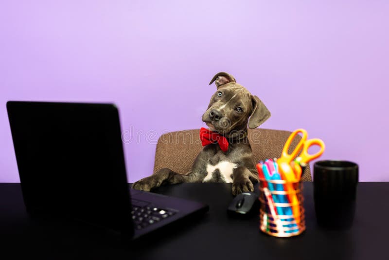 The Dog in the Office Behind a Desk. Cabinet, Tablet, Paper and Cup of ...