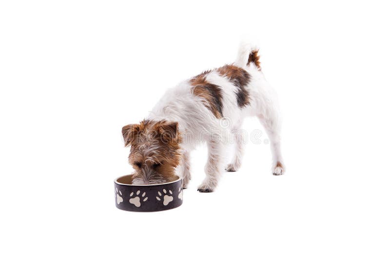 Dog Bowl Hungry Meal Eating Isoleted on White Background Stock Image ...
