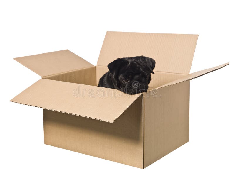 Two Puppies in a Cardboard Box. Stock Image - Image of white, soft: 9237379
