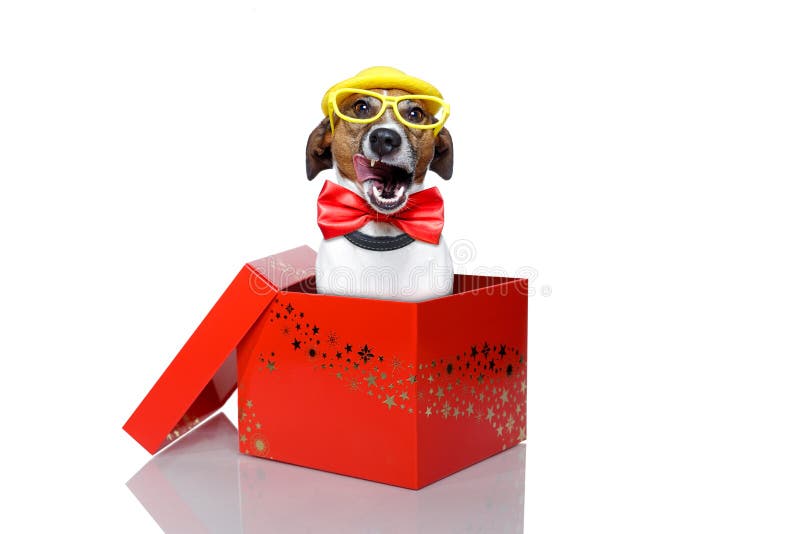 Dog in box stock image. Image of party, birthday, cover - 23515799
