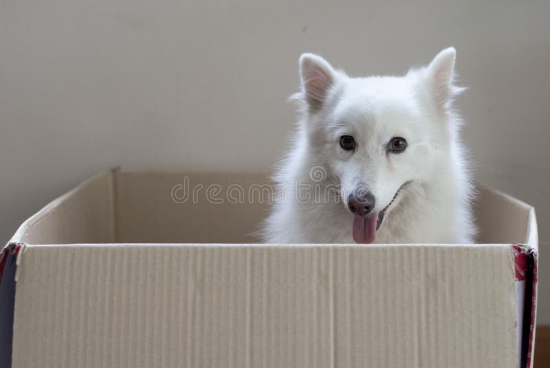 Dog in a box stock photo. Image of shipping, puppies - 57620000